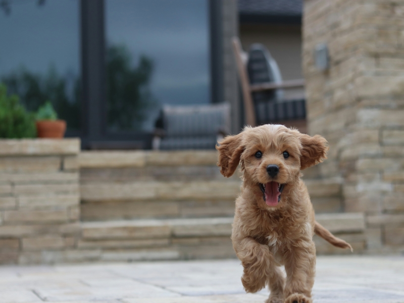 Understanding Dog Breed Traits and Lifestyle Compatibility - doggofind.com