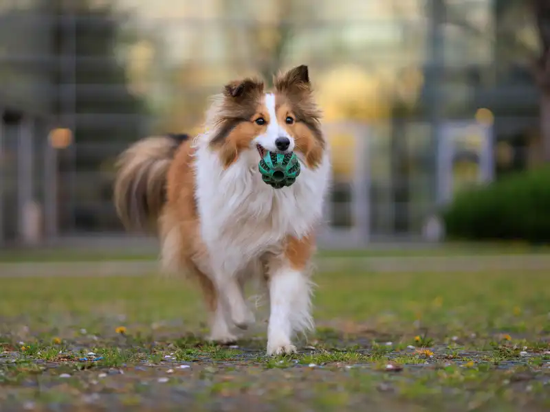 The Importance of Varying Play with Your Dog: Why Ball Throwing Shouldn ...